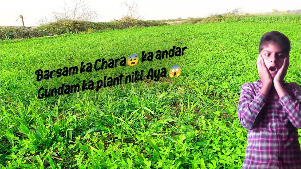 Barsam ka Chara😨 ka andar Gundam ka plant nikl Aya 😱 - YouTube