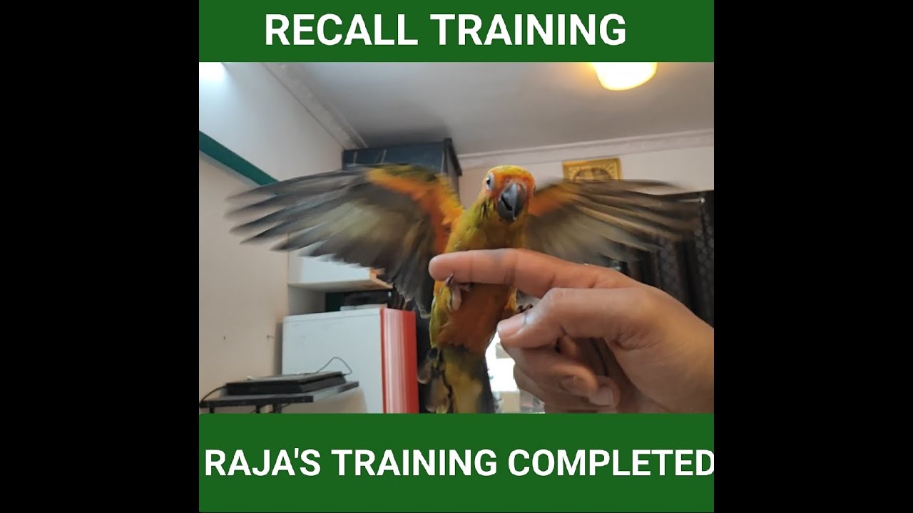 Sun conure recall training | RAJA'S training completed | Arsh's bird ...