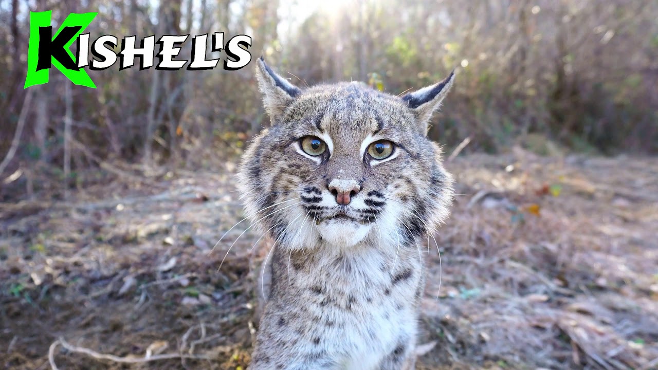 Bobcat Scents with Attitude - YouTube