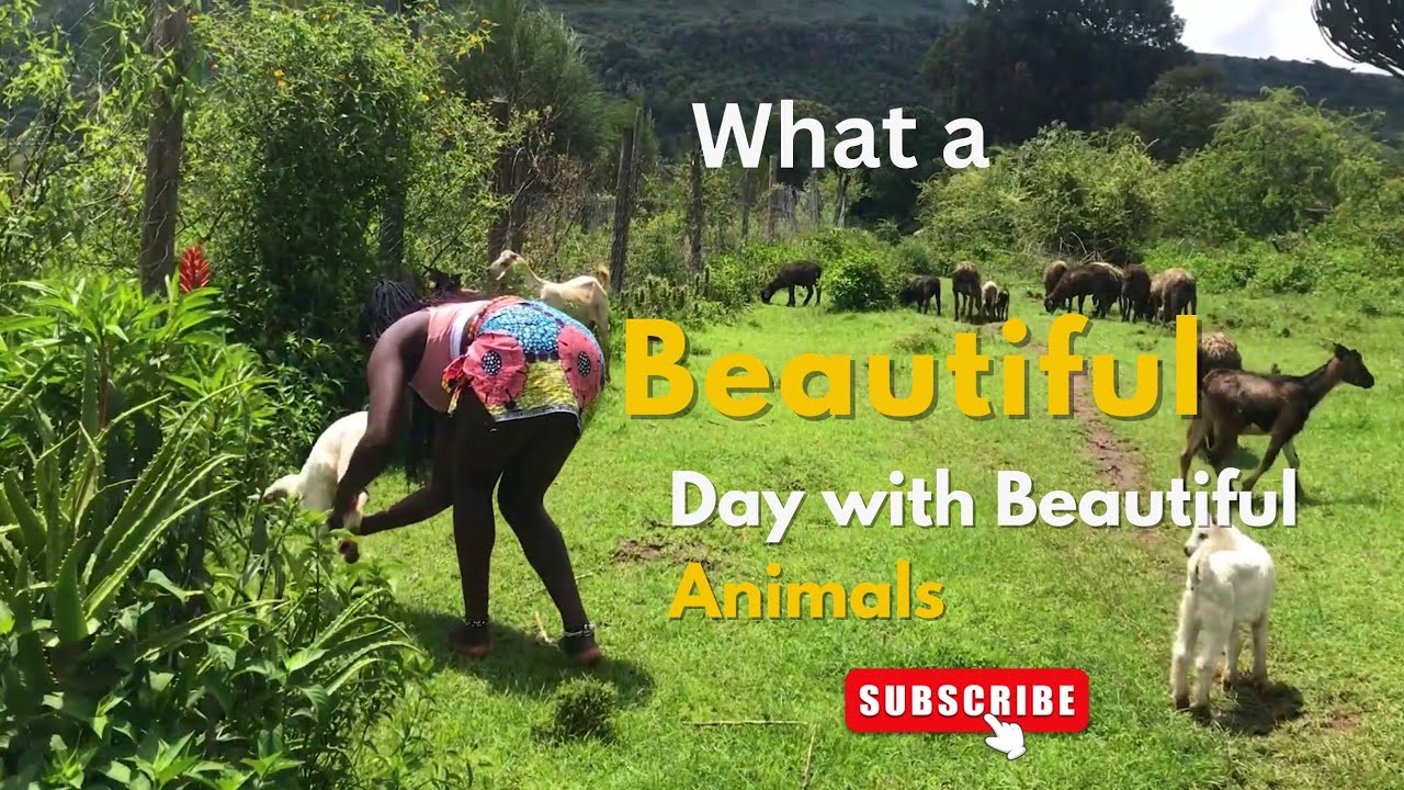 African village girl having a beautiful day with domestic animals - YouTube