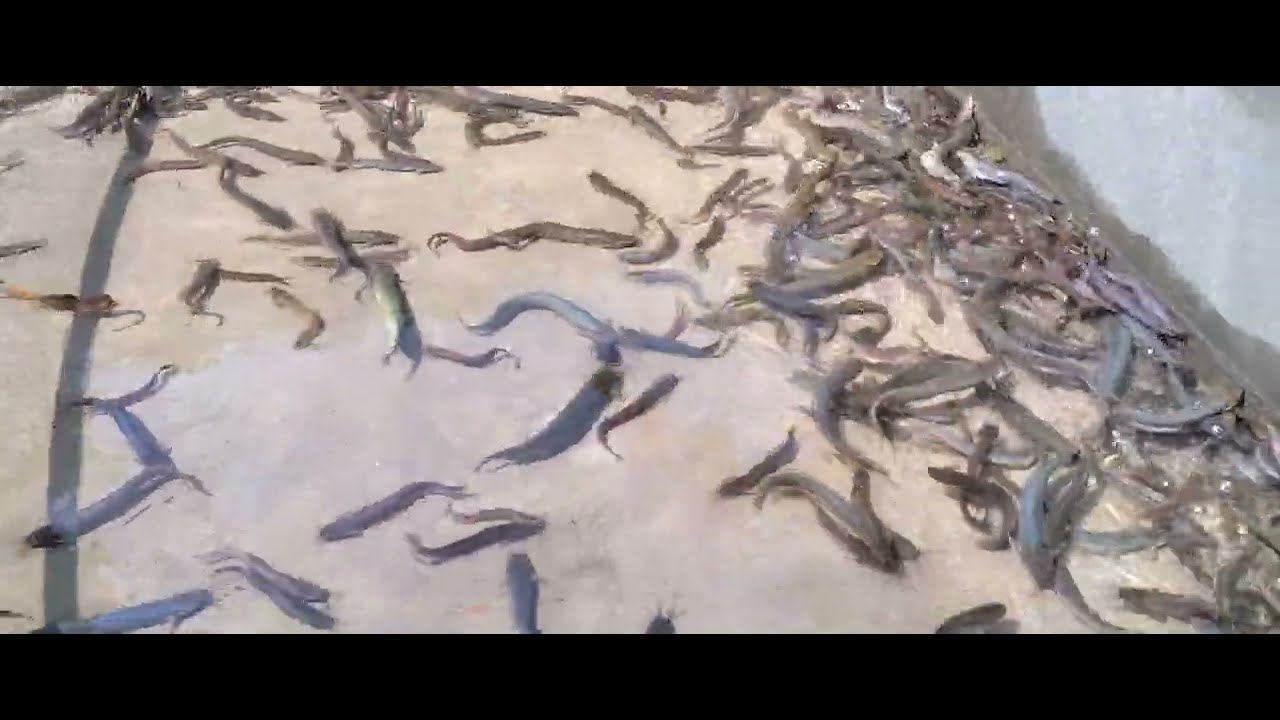 #assam Sing/#catfish/ #local ocal sing 8453268866 - YouTube