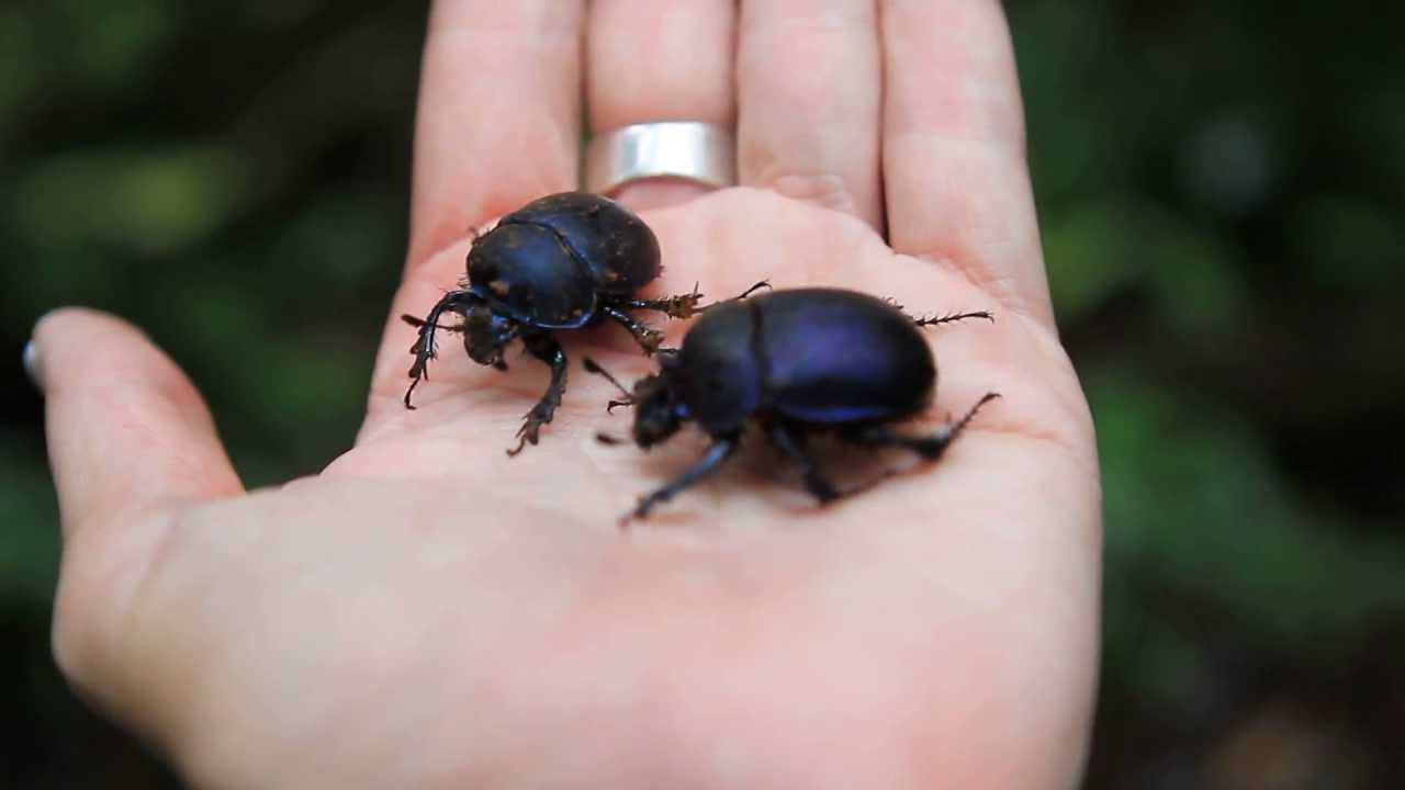Singing Beetles in Thailand - YouTube