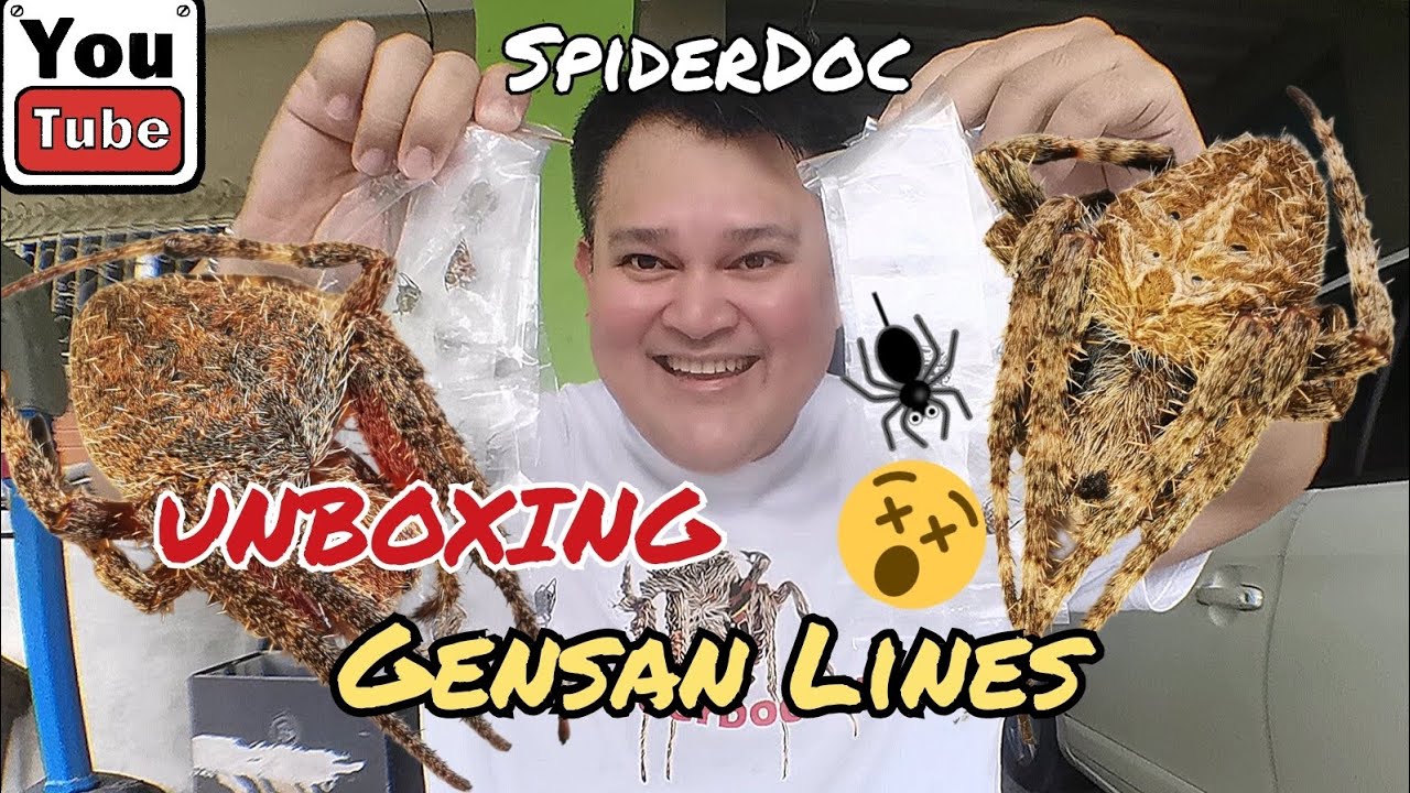 UNBOXING TIME: Mga Gagambang GENSAN Lines! Jumbo and Oversized Derby ...