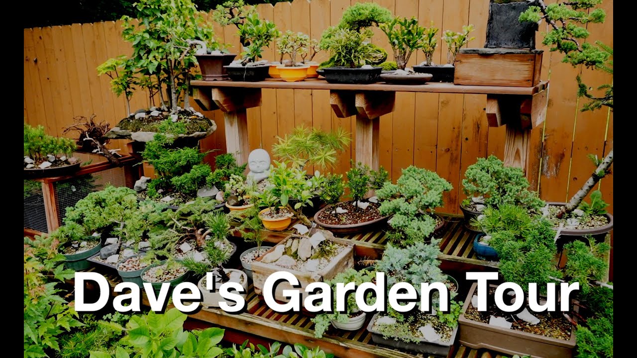 Dave's Garden Tour: Dave's Bonsai E428 - YouTube