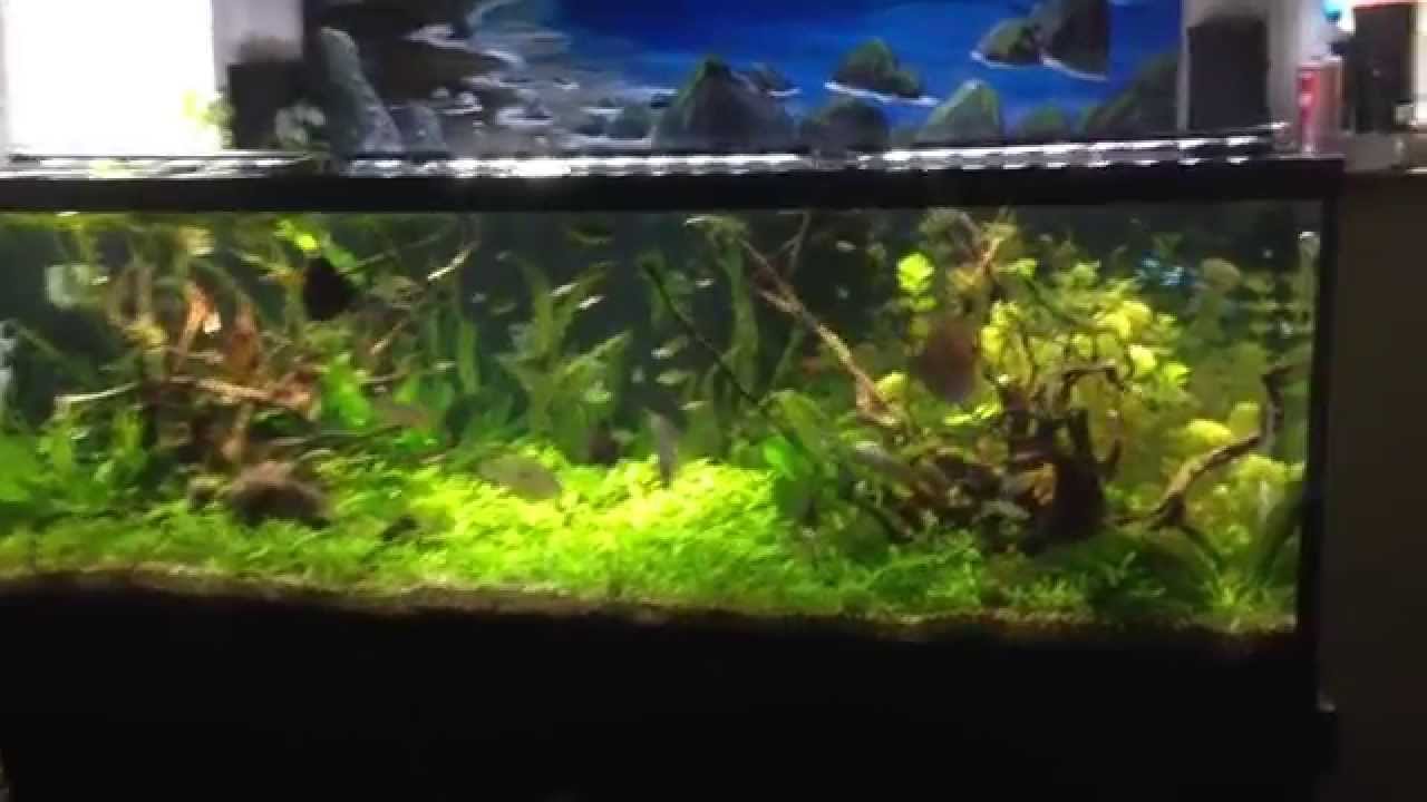 Fish addicts overstocked tank & angelfish id !? - YouTube
