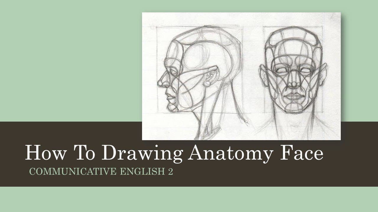 Procedure How To Drawing Anaotmy Face - YouTube