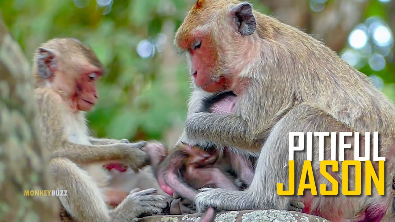 Million Pity Jason!!! Why this brat can't let baby monkey Jason get ...