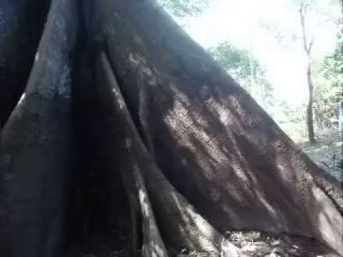 Amazon Brasil:Samaúma giant tree - YouTube