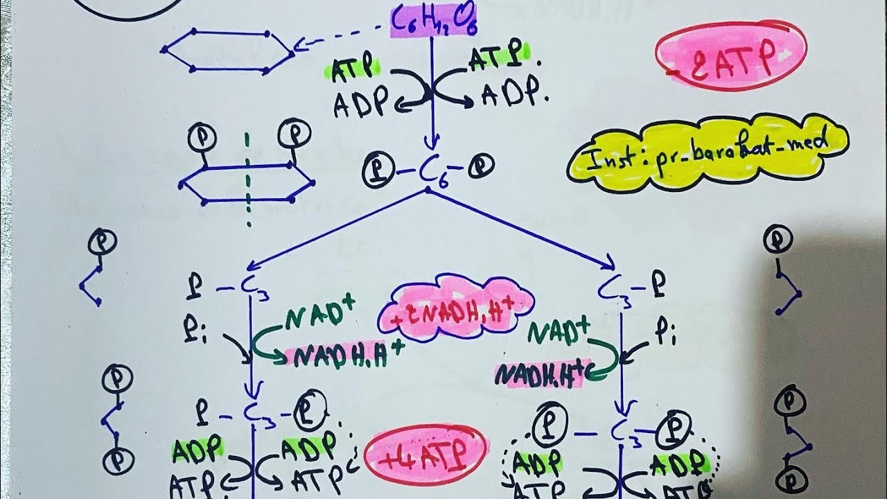 Cours d’ATP partie 2 - YouTube