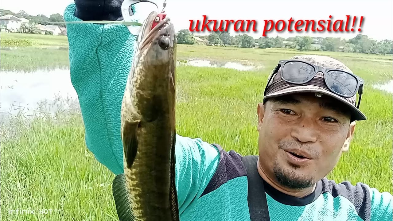 pas di rumpon nya "MANCING GABUS" strek bertubi tubi @Sumardiangler_212 ...