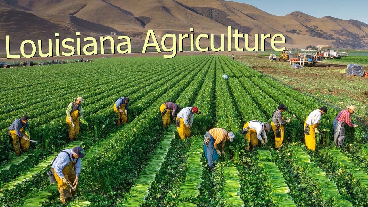 How Do Louisiana Farmers Use 8,3 Million Acres Of Farmland And 31,300 ...
