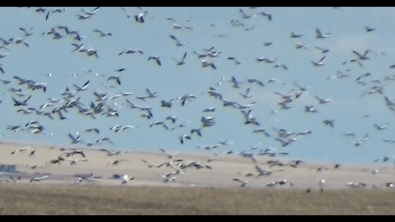 Scouting For Snow Geese - YouTube