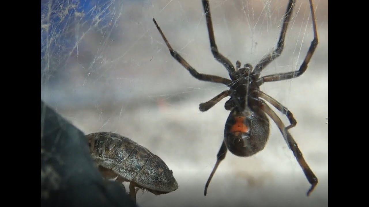 Aggressive Brown Widow Spider and Prey - YouTube