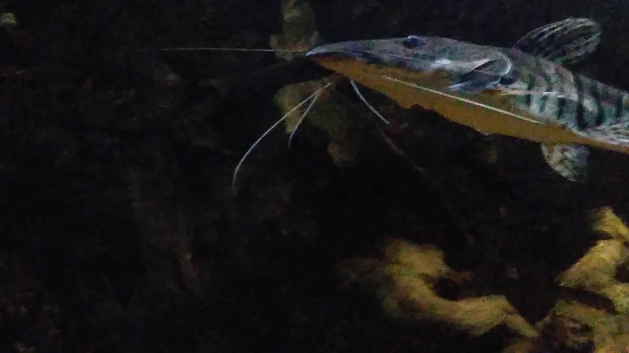 tiger shovel nose catfish and flagtail characin - YouTube