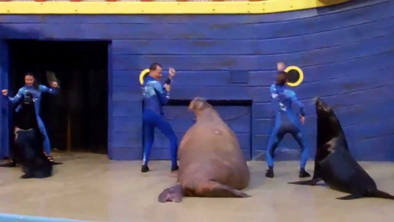 Clyde And Seamore Party Rock Sexy And I Know It Lmfao Sealions Tonite