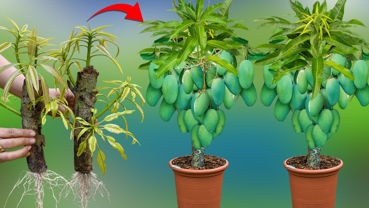 How To Grow Mangoes Fast And Big Fruit At Home YouTube how-to-grow-mangoes-fast-and-big-fruit-at-home-youtube