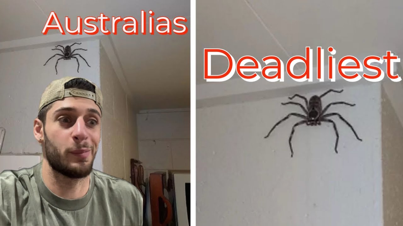 The Worlds Fastest Spider Might Be In Your House - YouTube