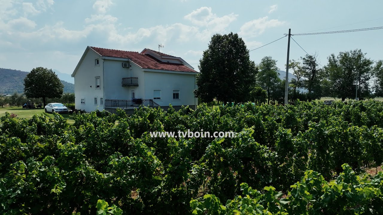 AKTUALE - Mark Camaj: Pasioni dhe përkushtimi në vreshtari - YouTube