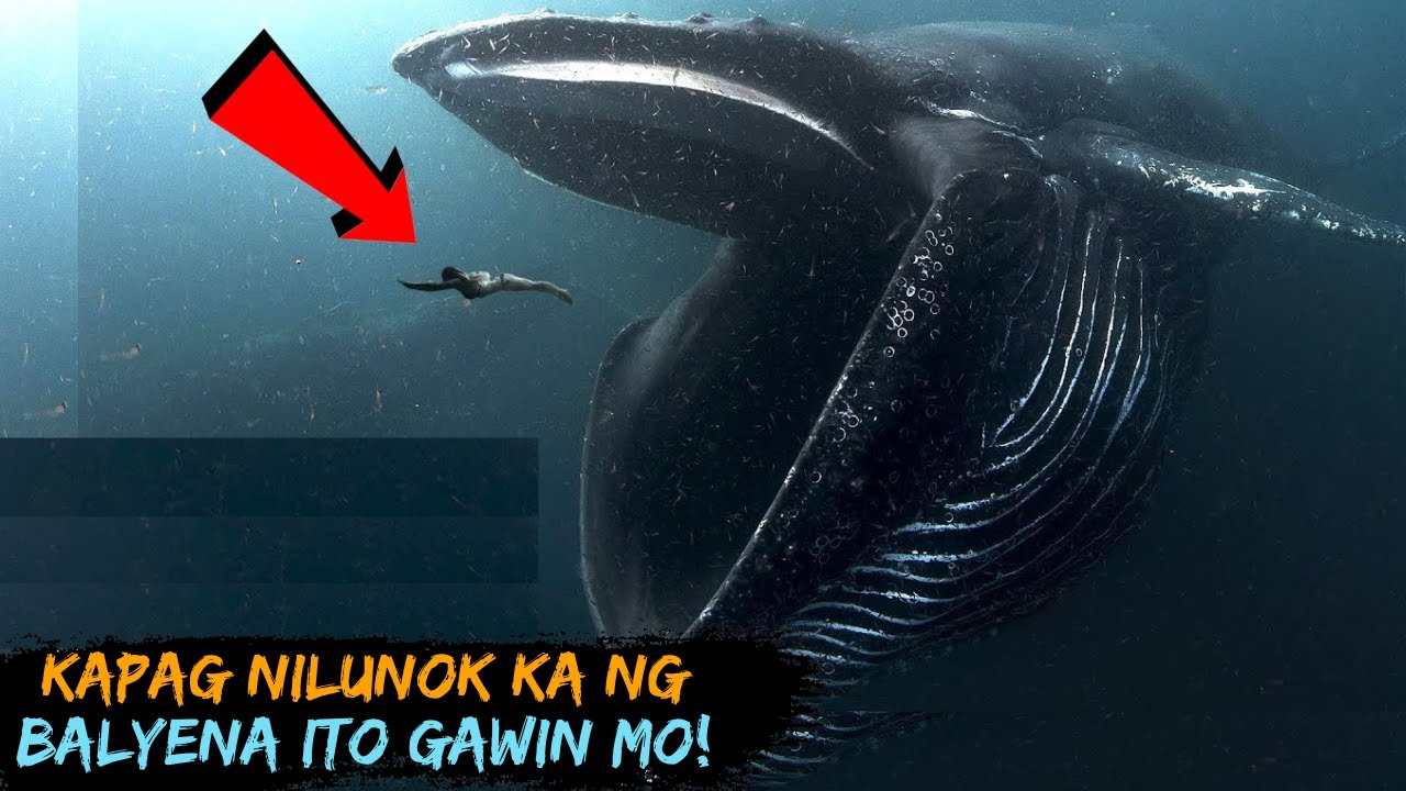 Ito ang paraan na gawin mo! Kapag kinain ka ng Higanteng Balyena! - YouTube