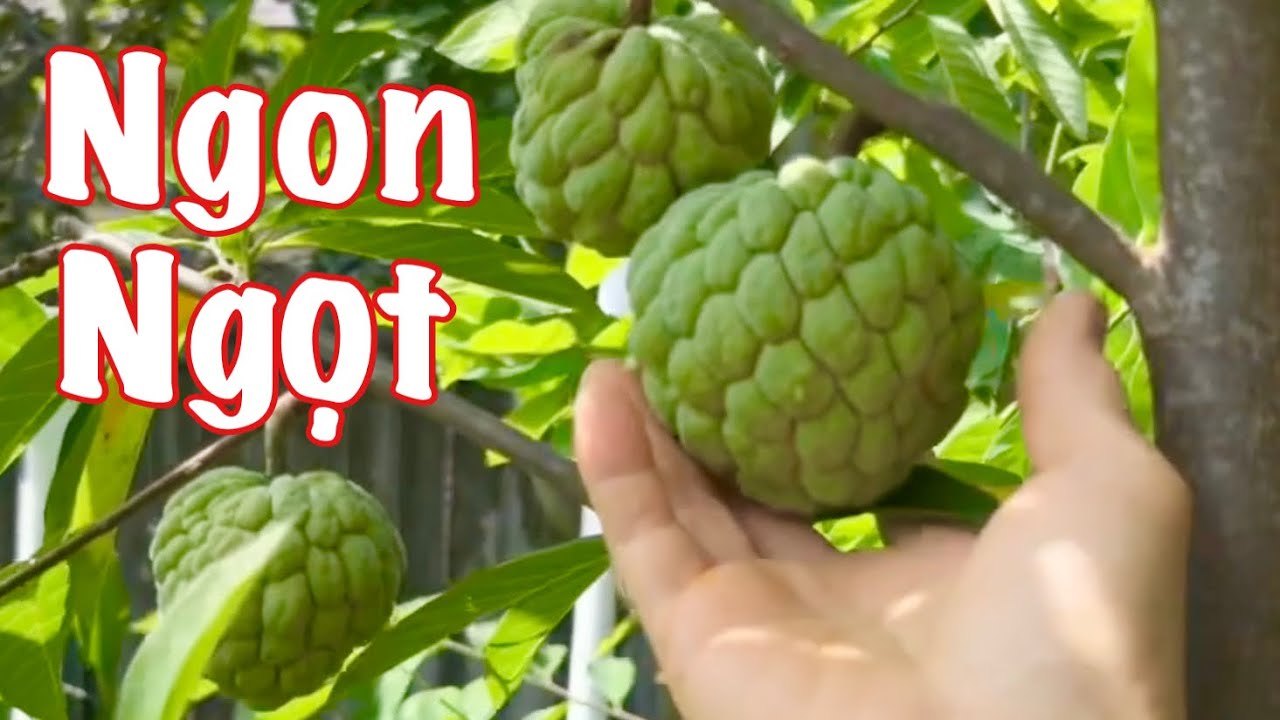 Cây na Việt Nam, thanh long, xung mỹ, cây cari, củ chuối, hồng mềm, bắp ...