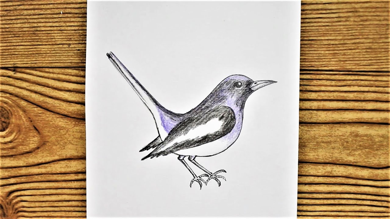 How to Draw a Magpie step by step for beginners || Easy pencil drawing ...