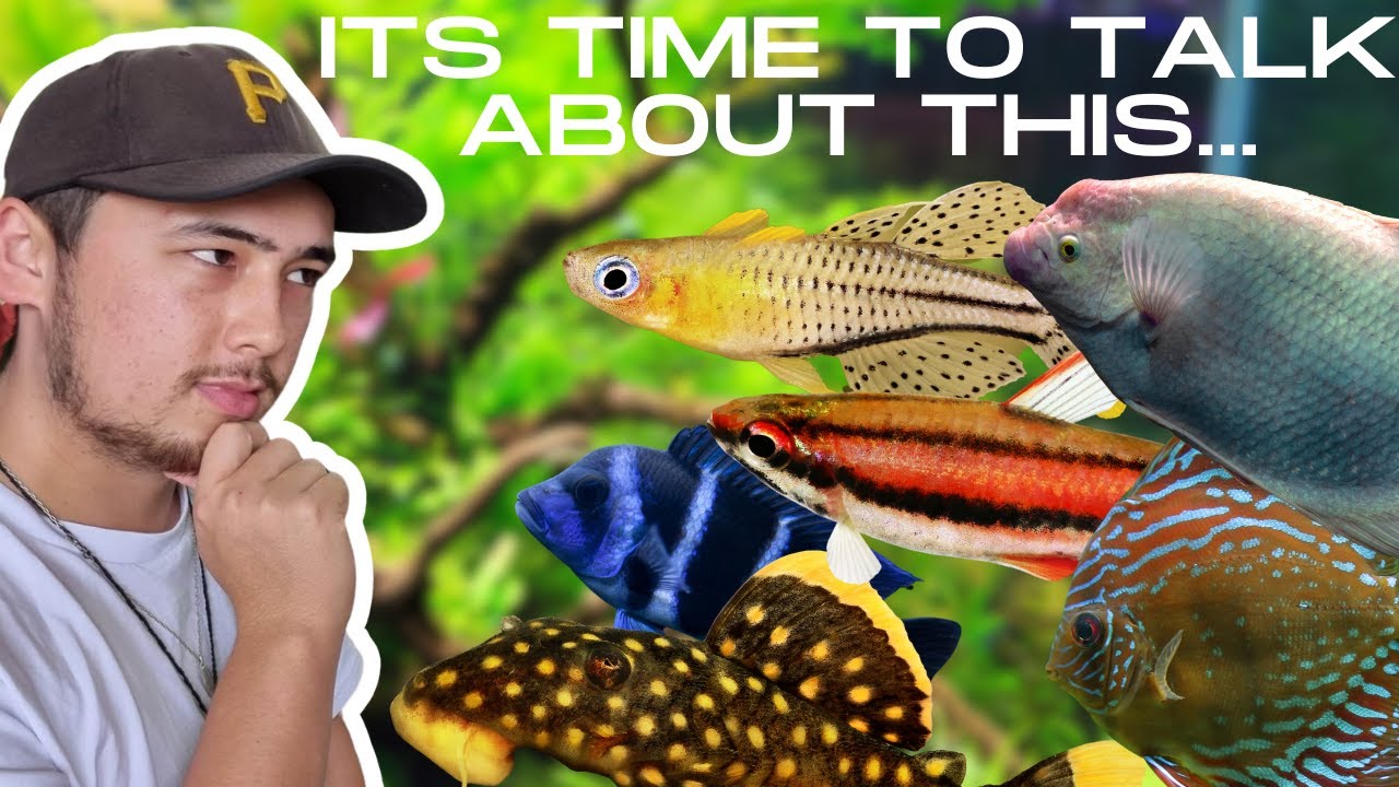 Everything You Need to Know About Wild-Caught Aquarium Fish - YouTube