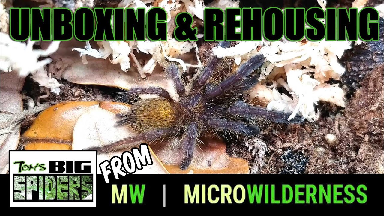 Unboxing Spiders from Micro Wilderness - YouTube