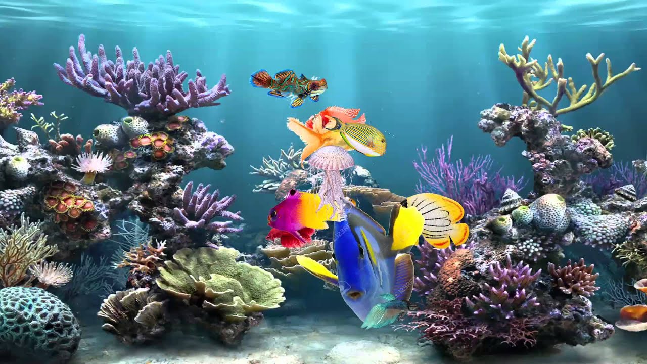 Coral Reef Final - YouTube