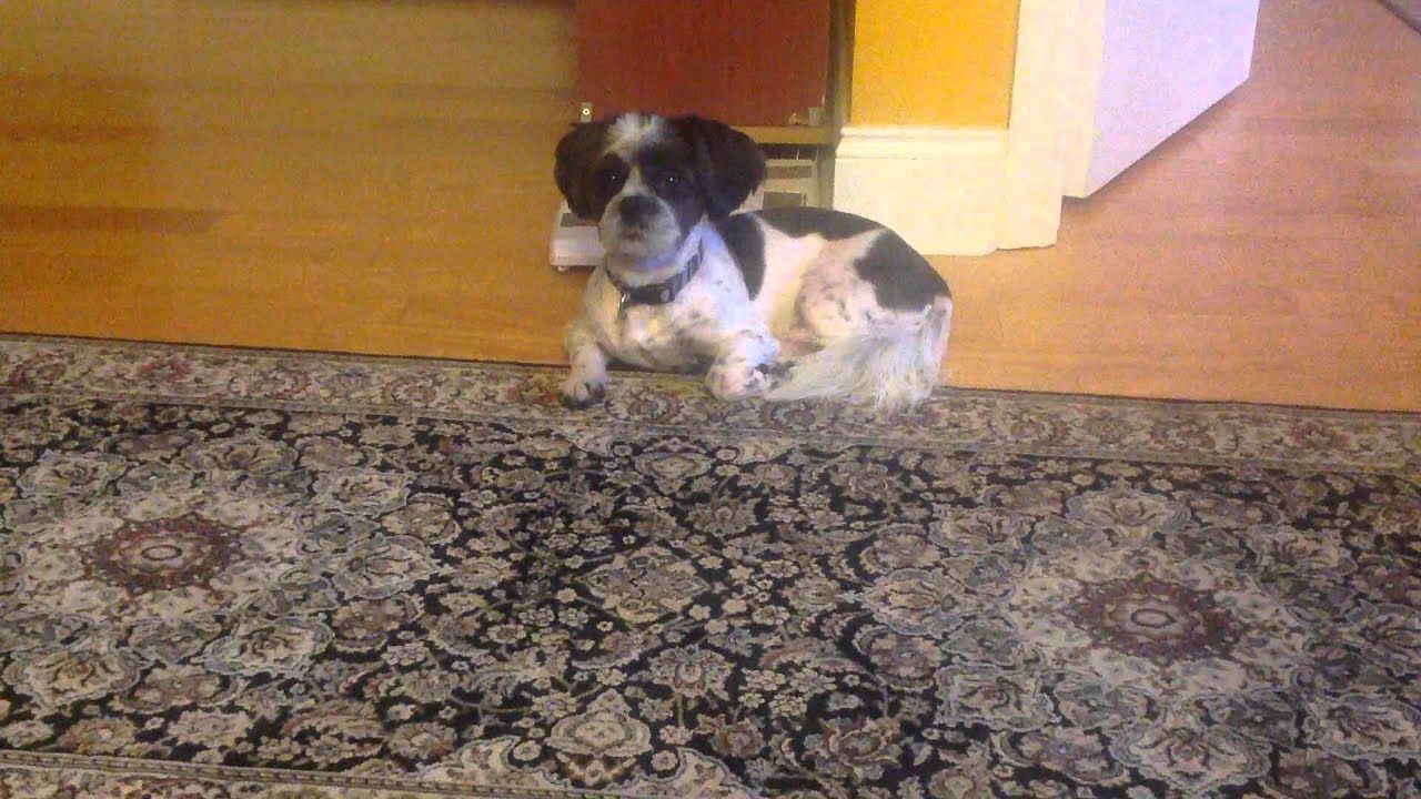 Dogs are cra cra - YouTube