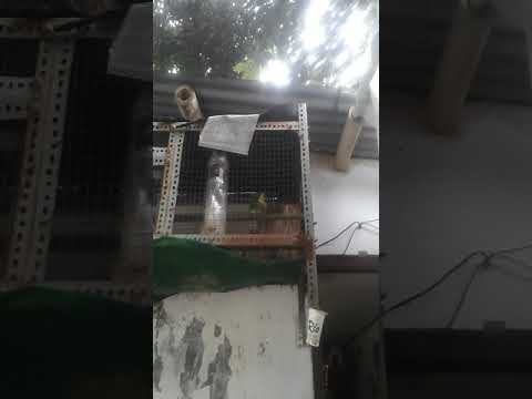 Burung ewek ewek