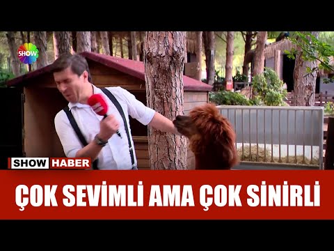 Alkapanın tükürüklü tepkisi