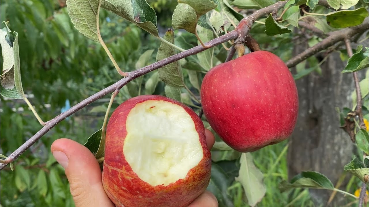 Tsugaru Apple Taste Test - YouTube