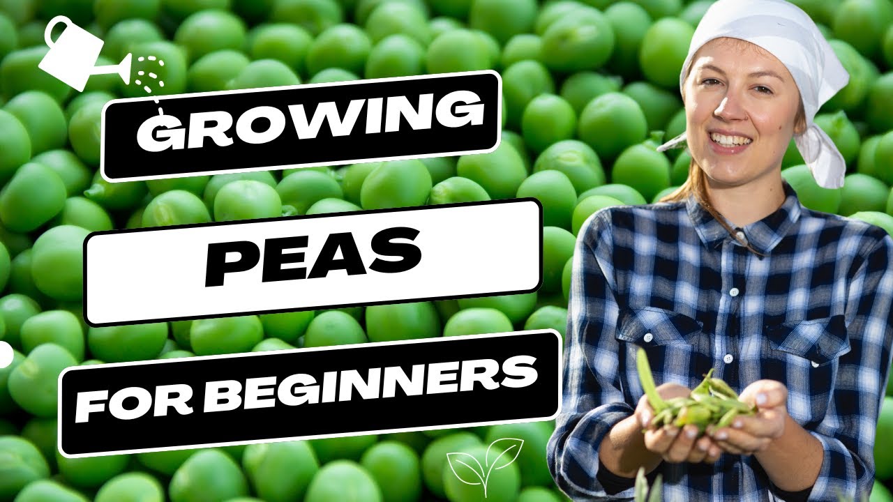 How To Grow Peas - A Beginners Guide - YouTube
