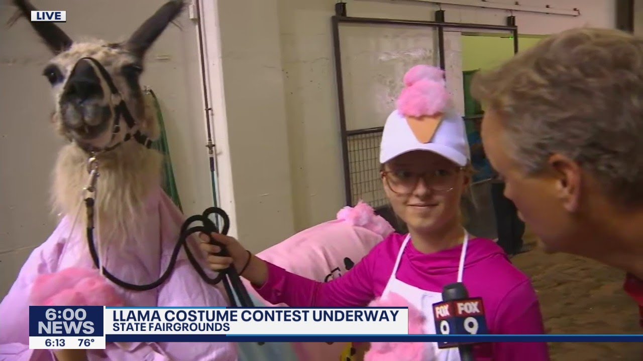Creativity shines at llama and alpaca costume contest at Minnesota ...