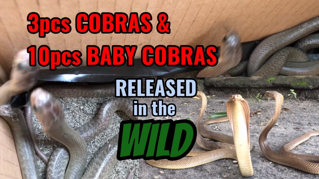3pcs COBRAS AND 10pcs BABY COBRAS RELEASED IN THE WILD - YouTube