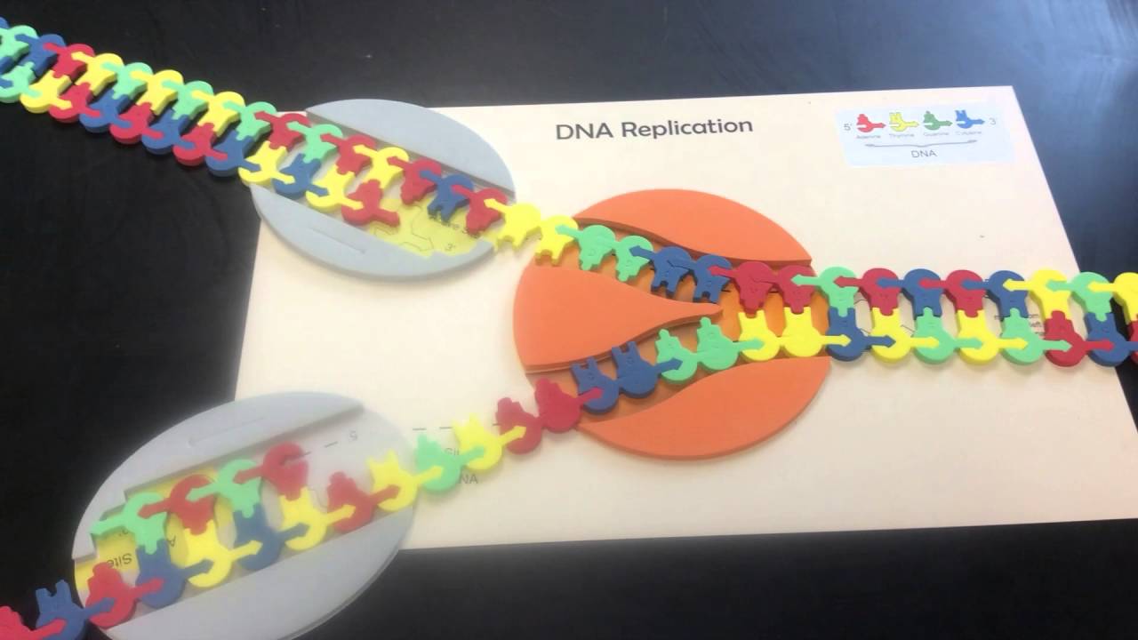 DNA Replication Stop Motion video - YouTube