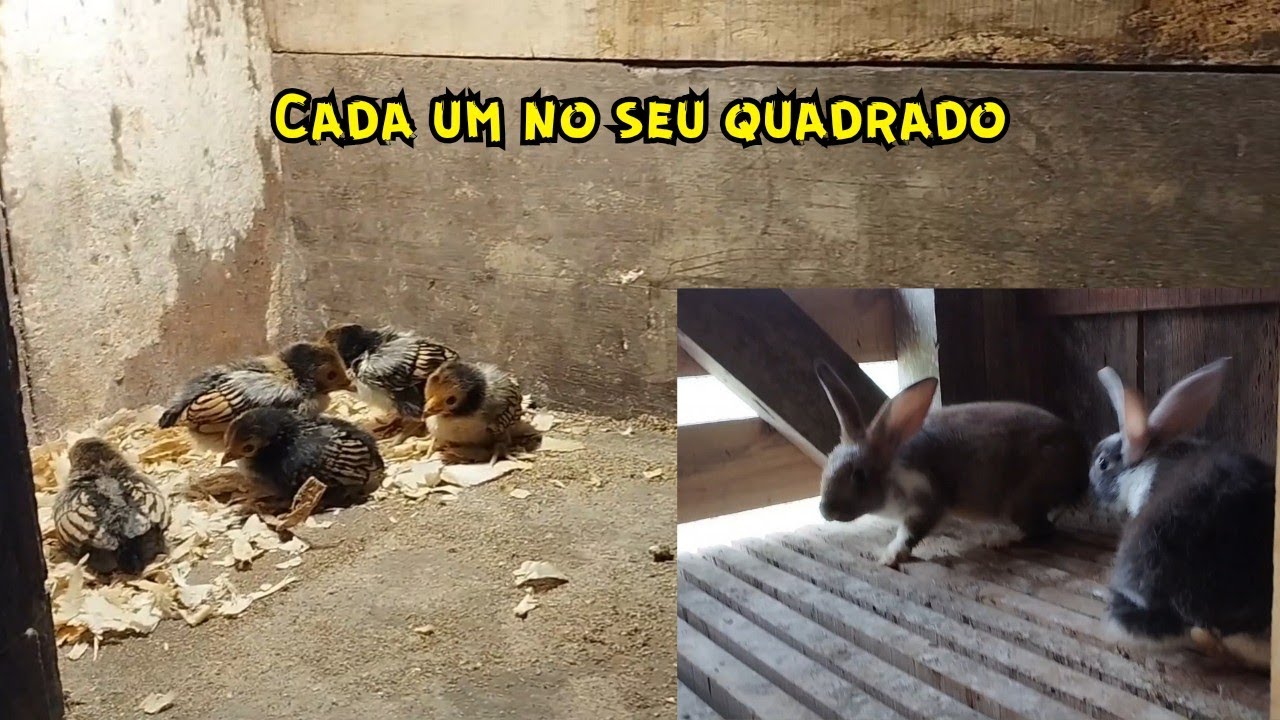 AVES e COELHOS no SÍTIO DO BARBUDO - YouTube