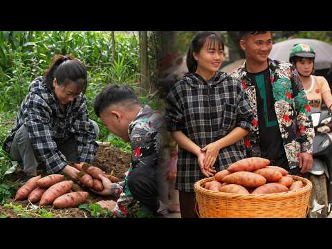 Dev Tatlı Patateslerin Hasadı ve Keyifli Bir Sabah Pazarı Gezisi | Kırsal Yaşam