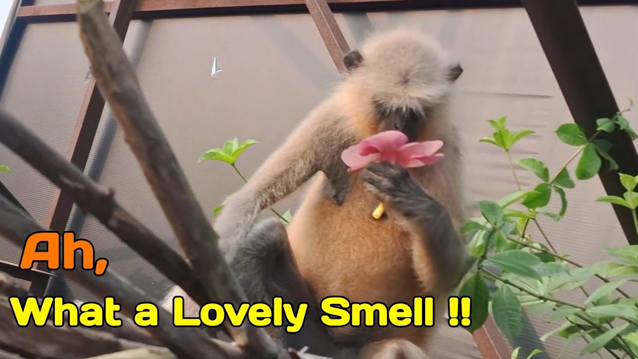 Ah , What a Lovely Smell !! - YouTube