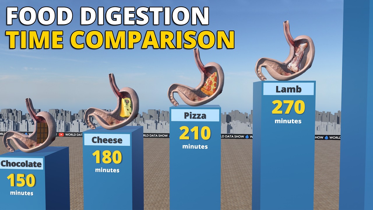 How Long Do Foods Stay in the Stomach? | Digestion Time Comparison ...