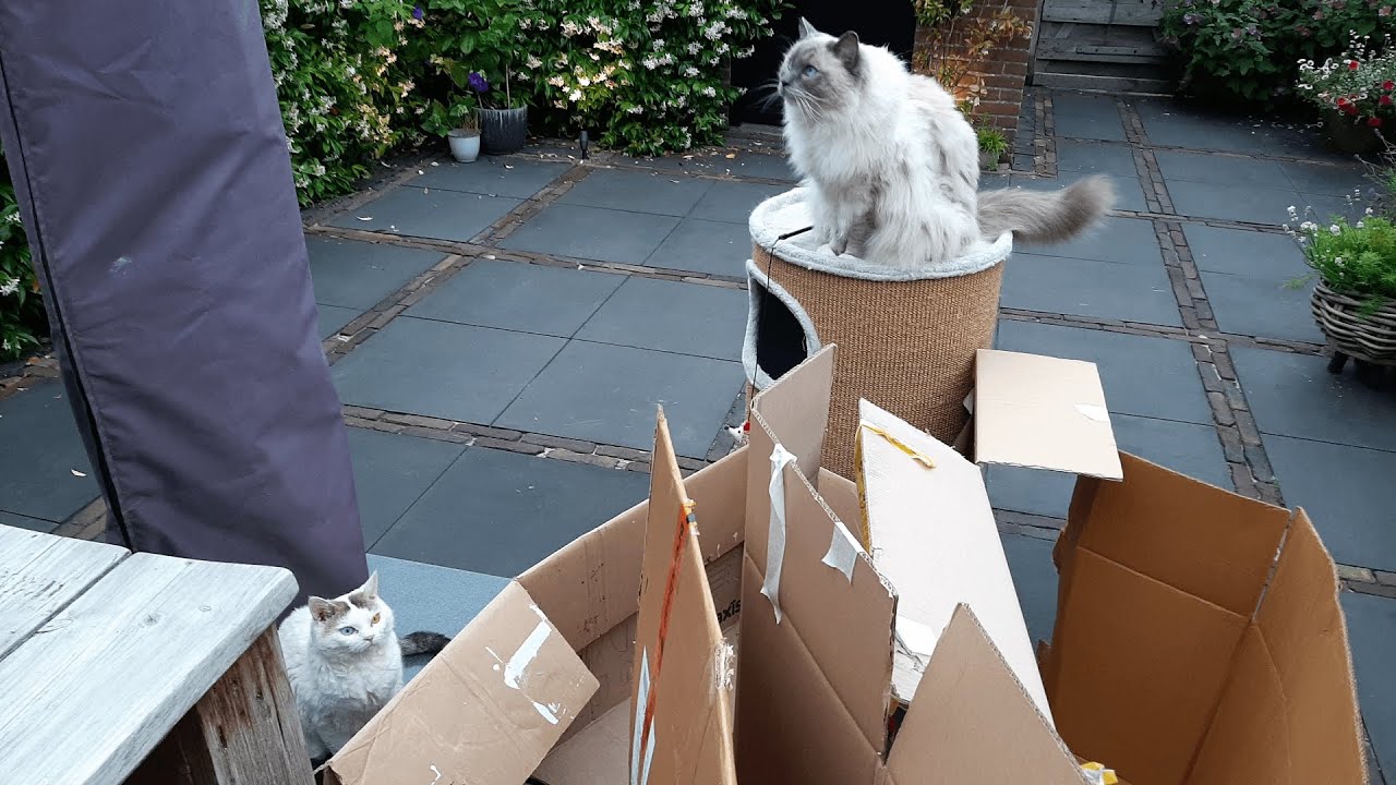 Keeping my Indoor Cats Busy | From Lazy Cats to Active Cats - YouTube