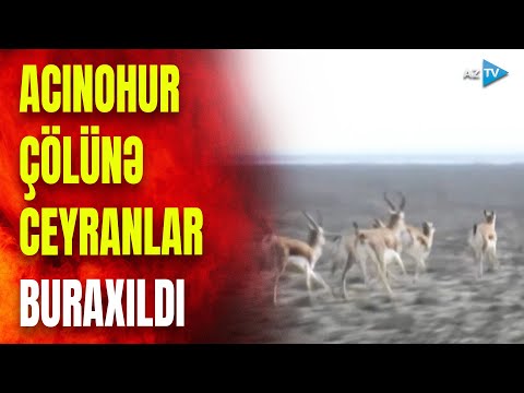 Daha 8 ceyran Acınohur çölünə buraxıldı: ərazinin faunası zənginləşdirilir