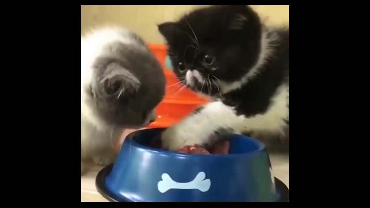 Nein - Another Kitten Meme - YouTube