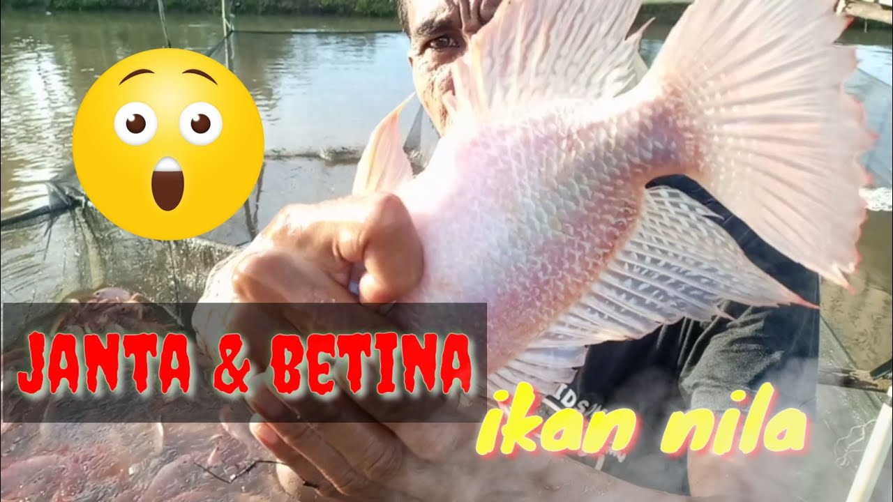 Pemilihan Jantan Dan Betina Pada Ikan Nila Ikan Nila Poceng Dany Youtube