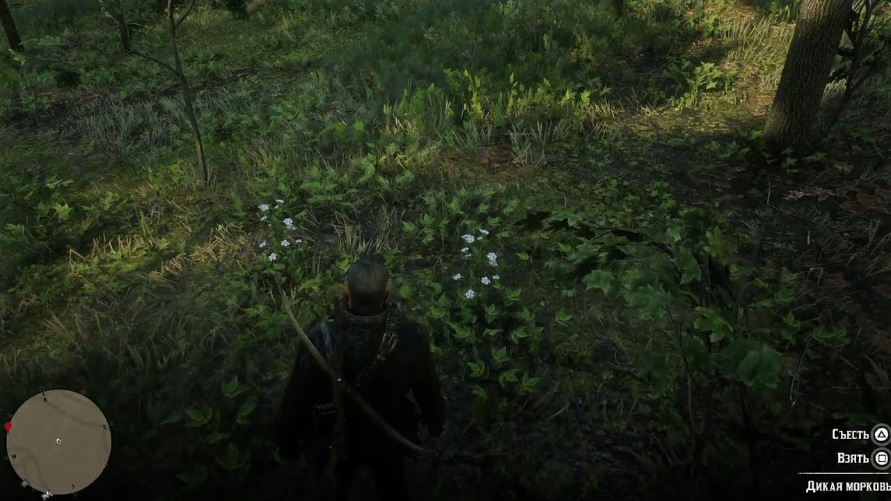 Дикая морковь (wild carrots) Red Dead Redemption 2 - YouTube