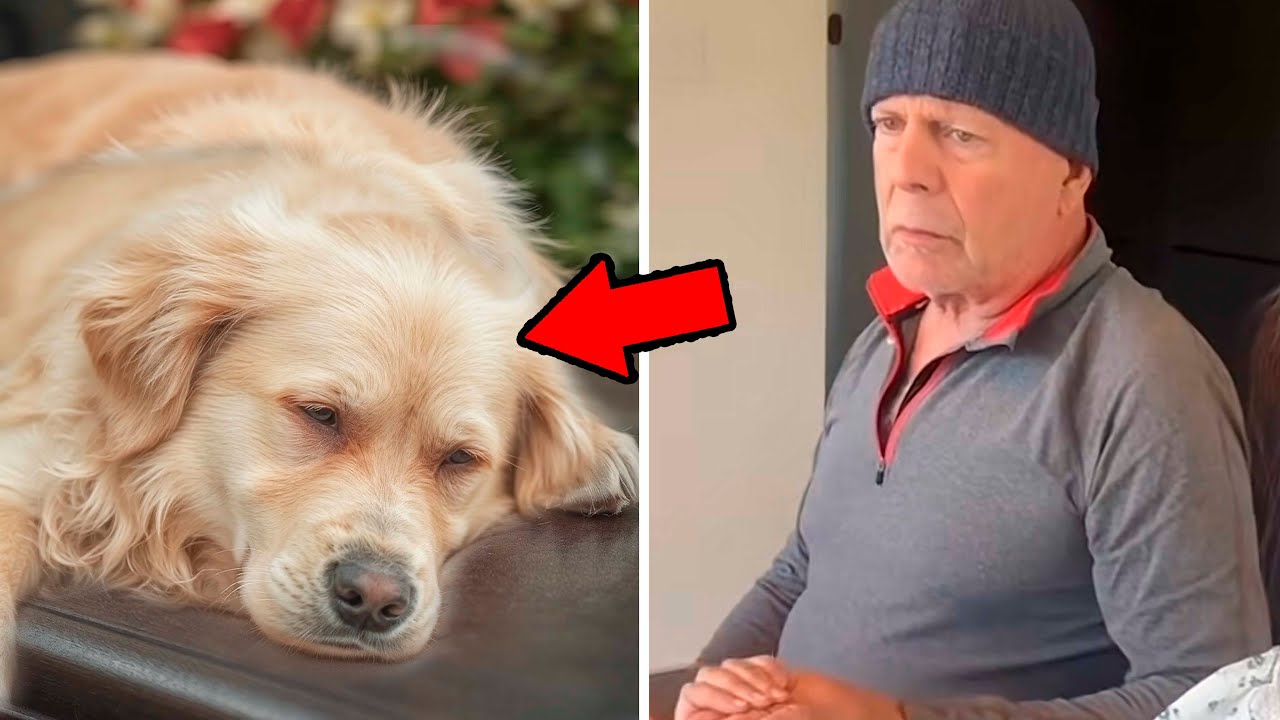 BRUCE WILLIS LUCHA CONTRA LA DEMENCIA, PERO SU PERRO SE NIEGA A ...