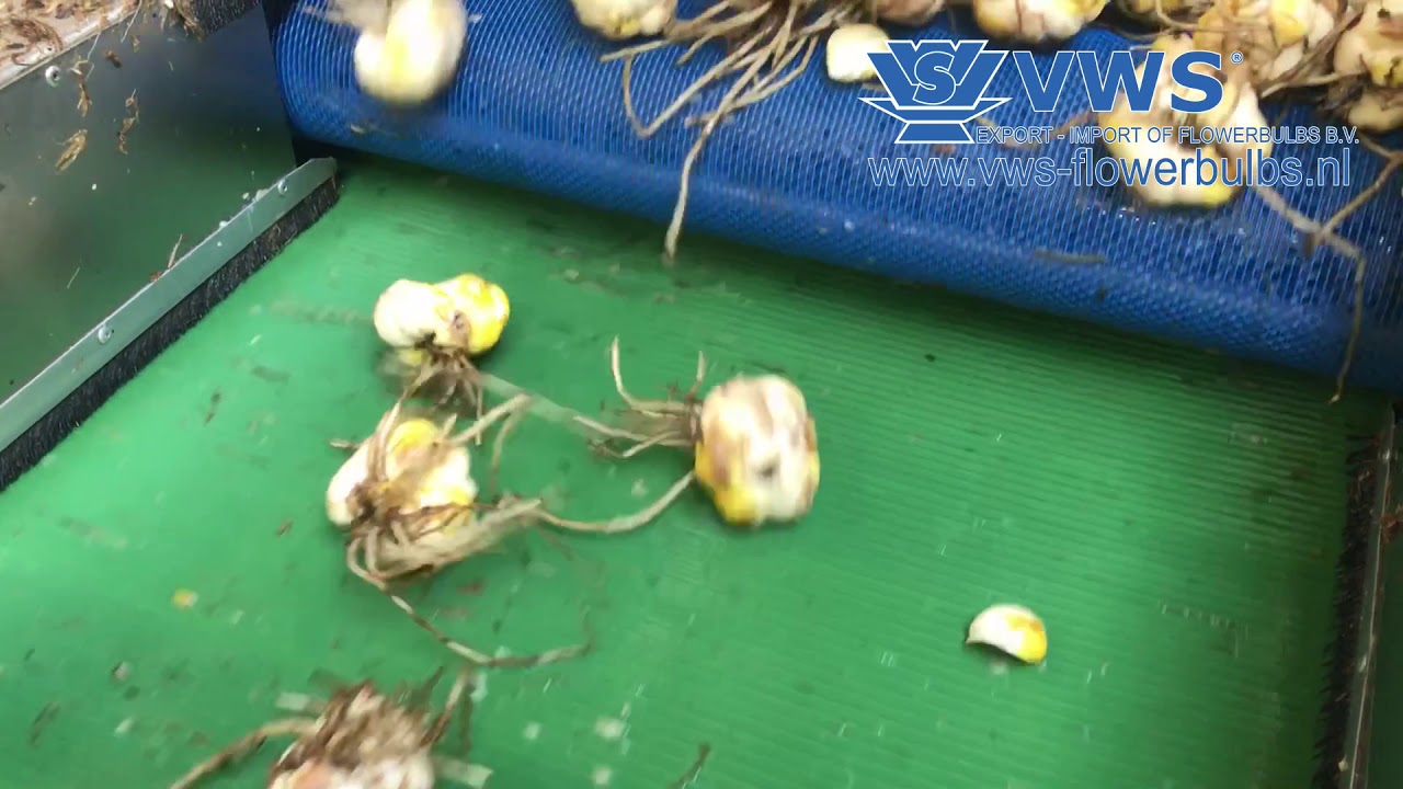 Washing lilium bulb 2019 - YouTube