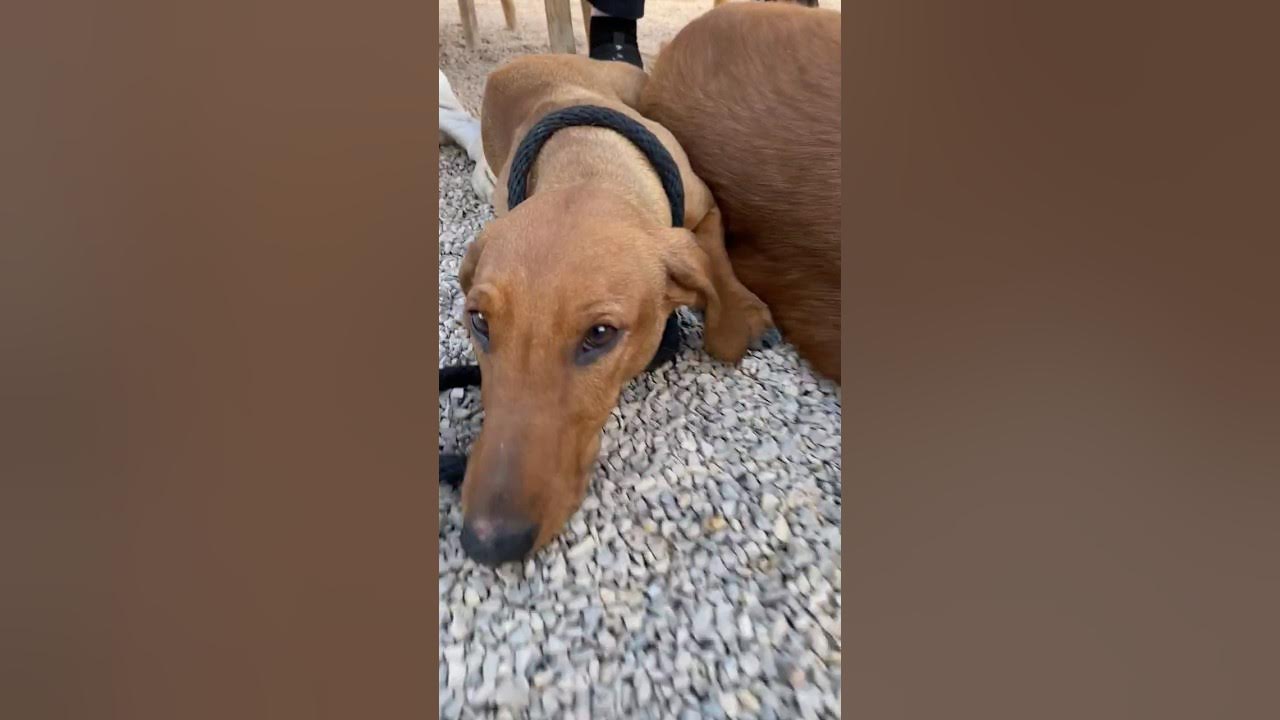 احنا مش بتوع كلاب🐶 H تدريبكلاب تعديلسلوكالكلاب كلاب كلابمضحكة كلابللحراسة Youtube