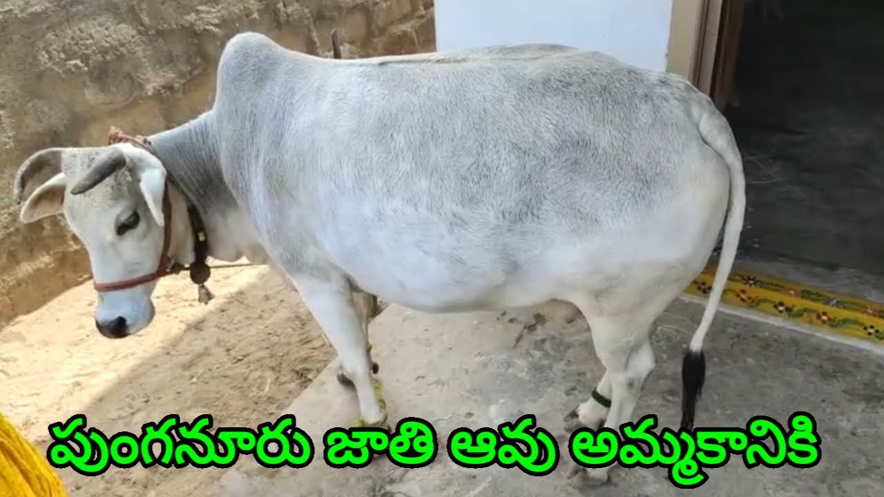 Punganur Cow 9553388738 available - YouTube