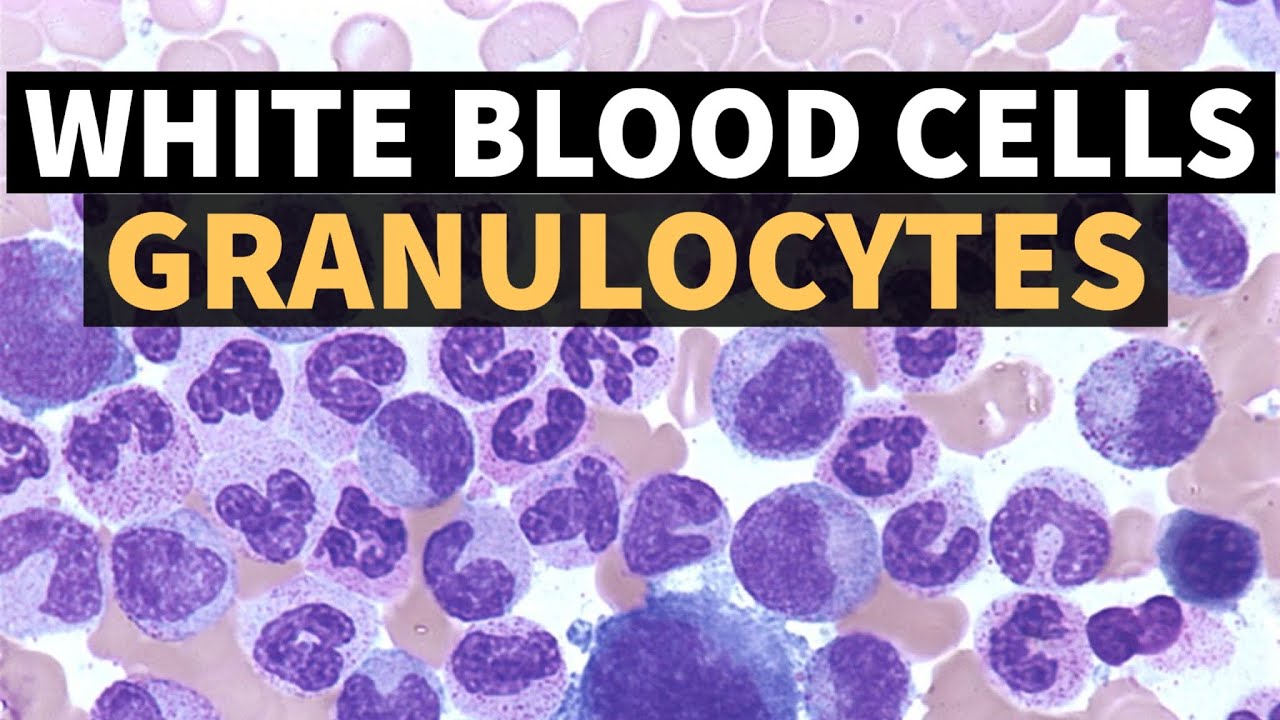 WHITE BLOOD CELLS - GRANULOCYTES | Dr.Sonu Yadav | Pathology Kingdom ...